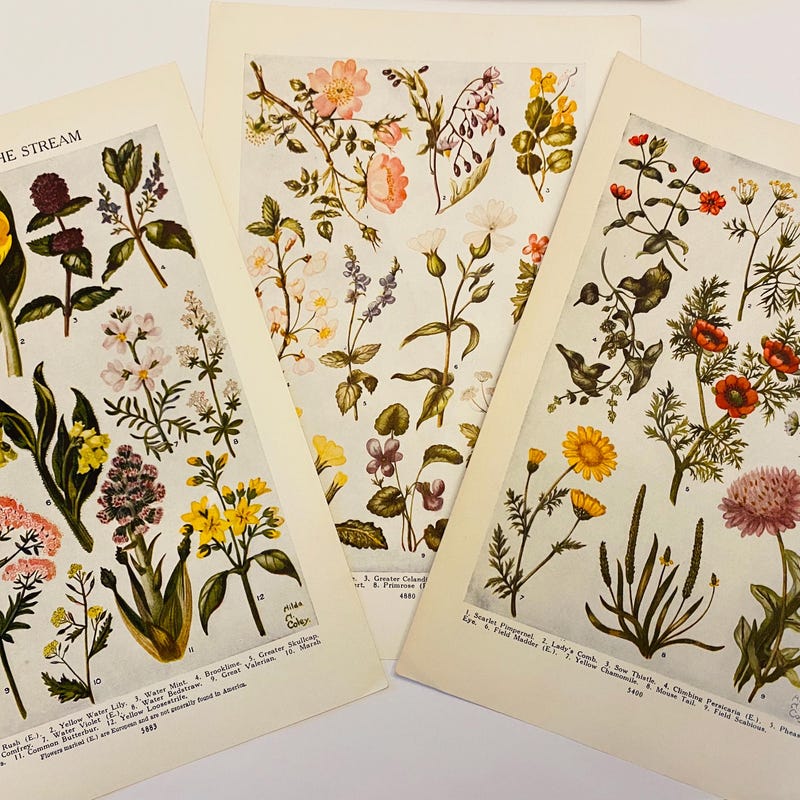 Botanical Book Plate - Etsy