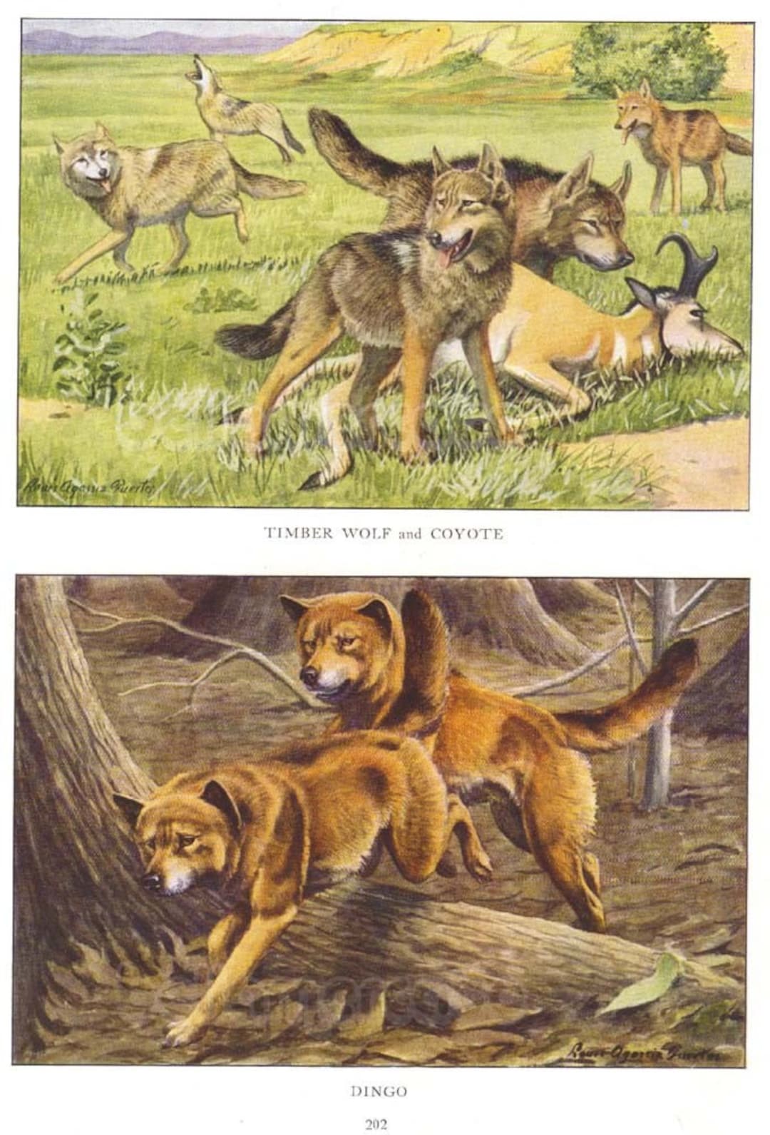 Timber Wolf Coyote and Dingo Vintage 1910s Illustration by Louis ...