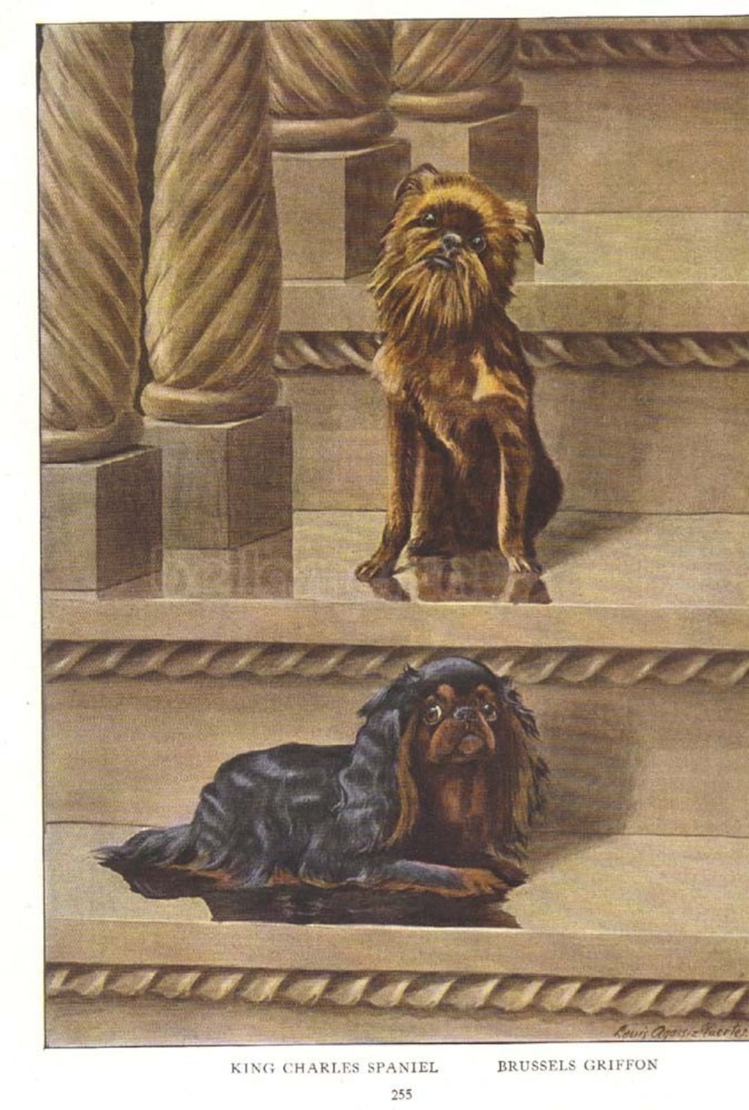 1919 Print King Charles Spaniel and Brussels Griffon Dogs Pose on Steps ...