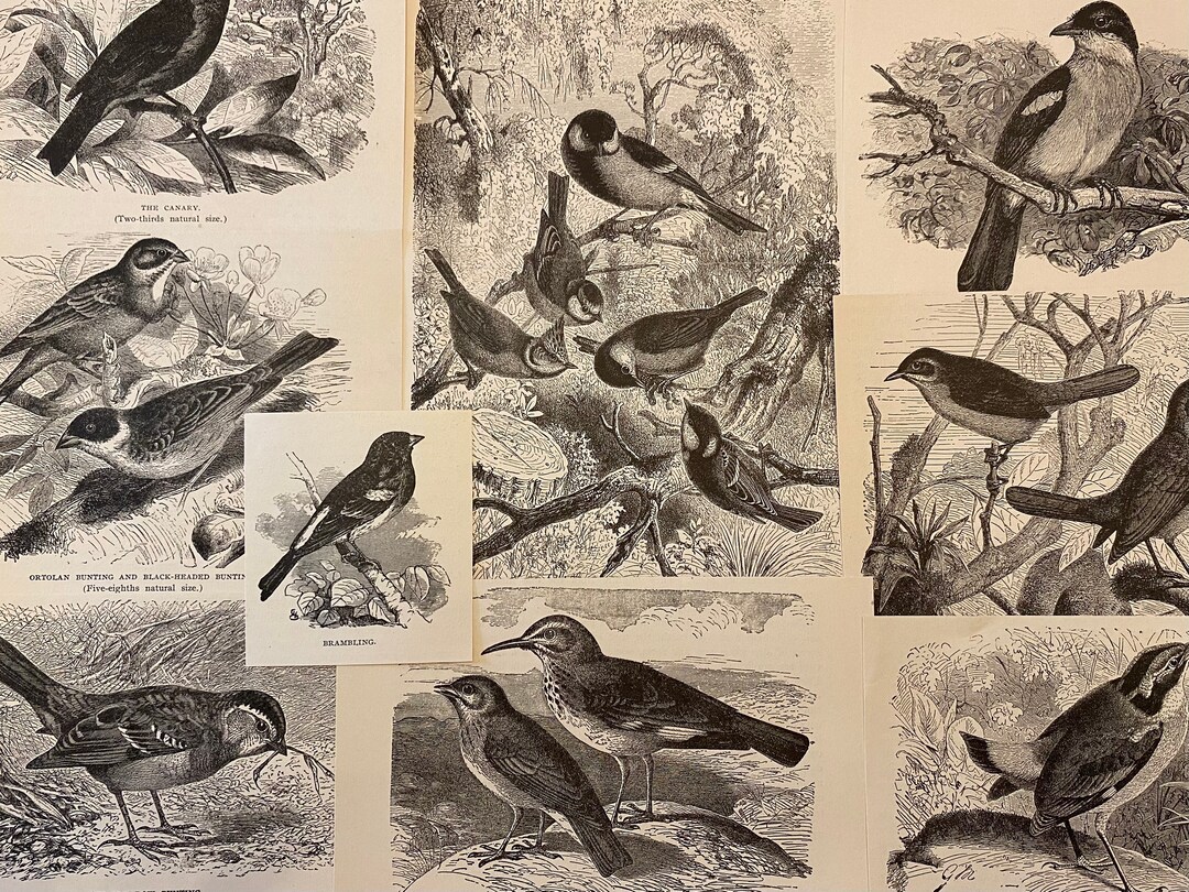 BIRDS Ephemera Lot of early 1900s Book Engravings - Etsy Österreich
