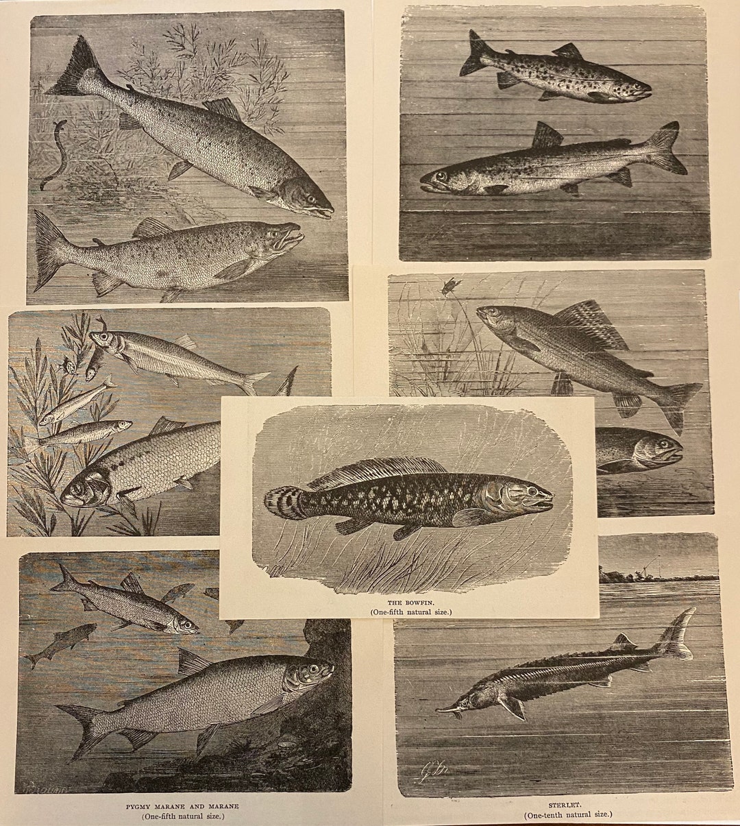 FISH Ephemera 1900s Book Engravings Illustrations - Etsy