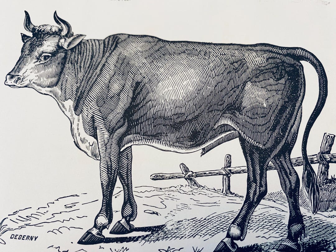 Vintage French Book Illustrations of Farm Animals France Advertising ...