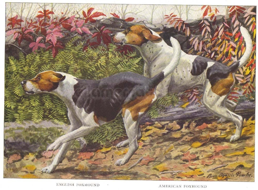 1919 Print Running Foxhounds English and American Foxhound by Louis ...