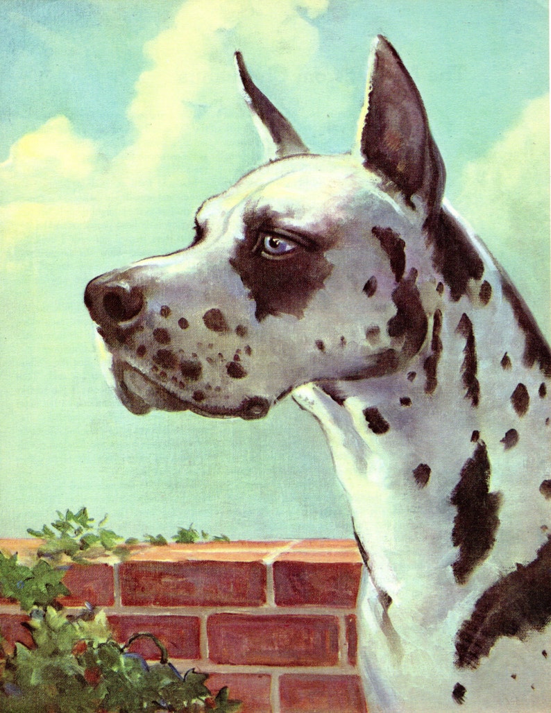 The GREAT DANE- 1950's Book Print Dog Illustration by Wesley Dennis - Etsy