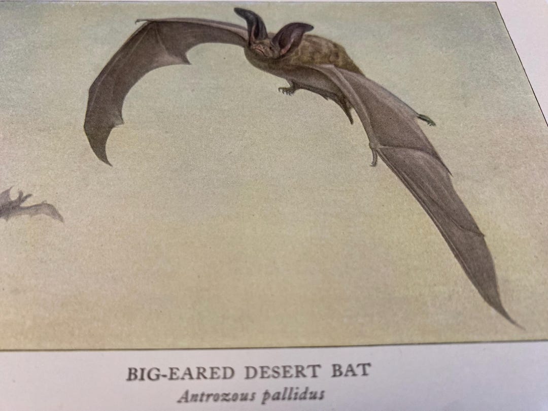 BATS Big Eared Desert Bat and Mexican Bat 1900s Illustrations by Louis ...