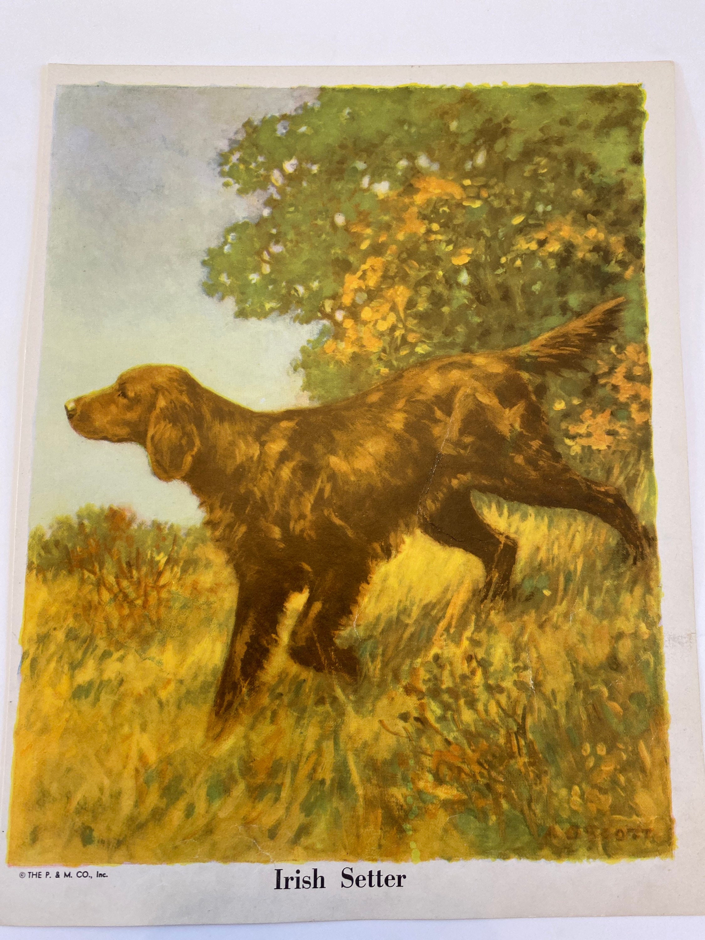Irish Setter Dog- 1940's Book Illustration by Arthur O Scott - Etsy