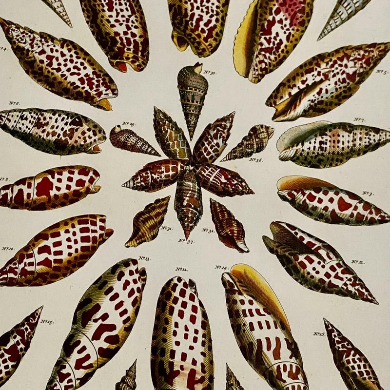 Albertus Seba - Etsy