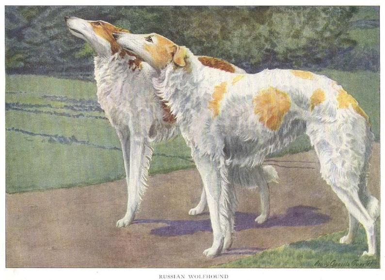 1919 Print RUSSIAN WOLFHOUND by Louis Agassiz Fuertes - Etsy