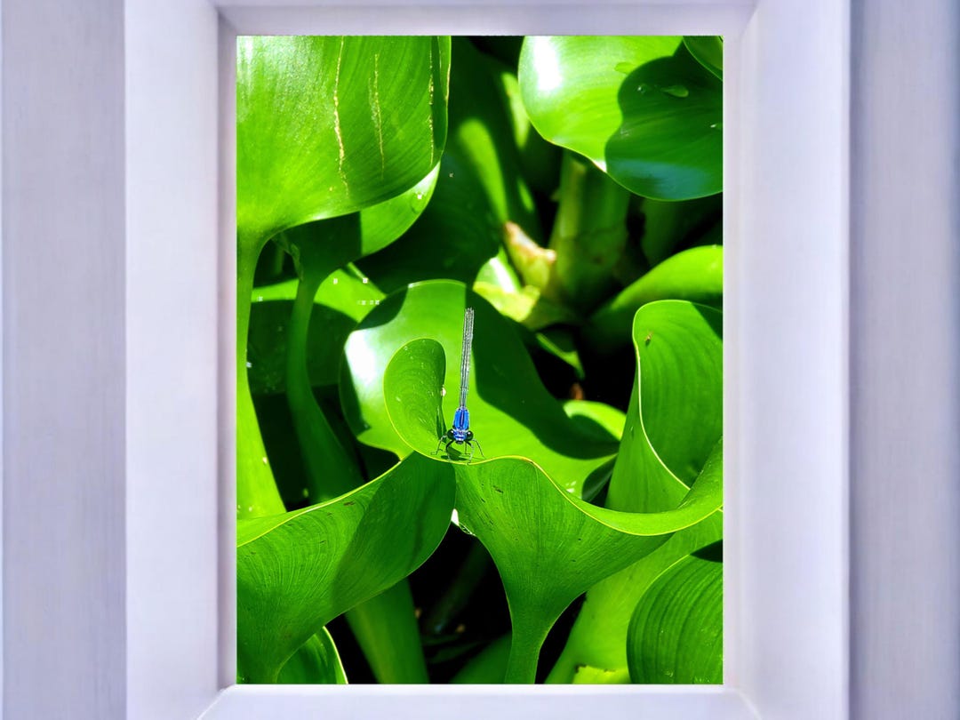 Original Photography of Insect in Nature Downloadable Digital ...