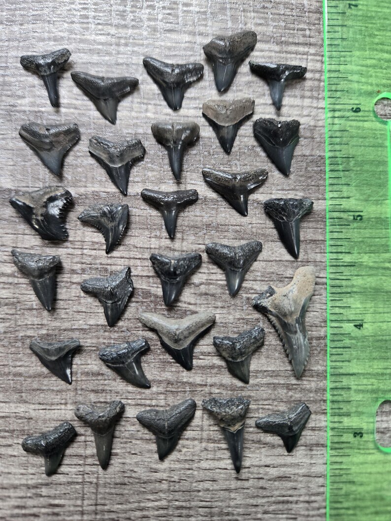Shark Tooth Fossils | Peace River Florida. Real Fossilized Sharks Teeth ...