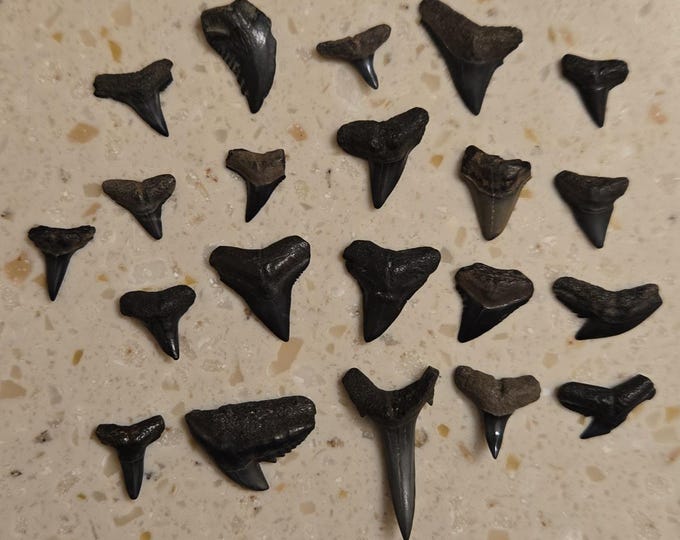 Shark Tooth Fossils - Set of 21 Real Sharks Teeth From South West ...
