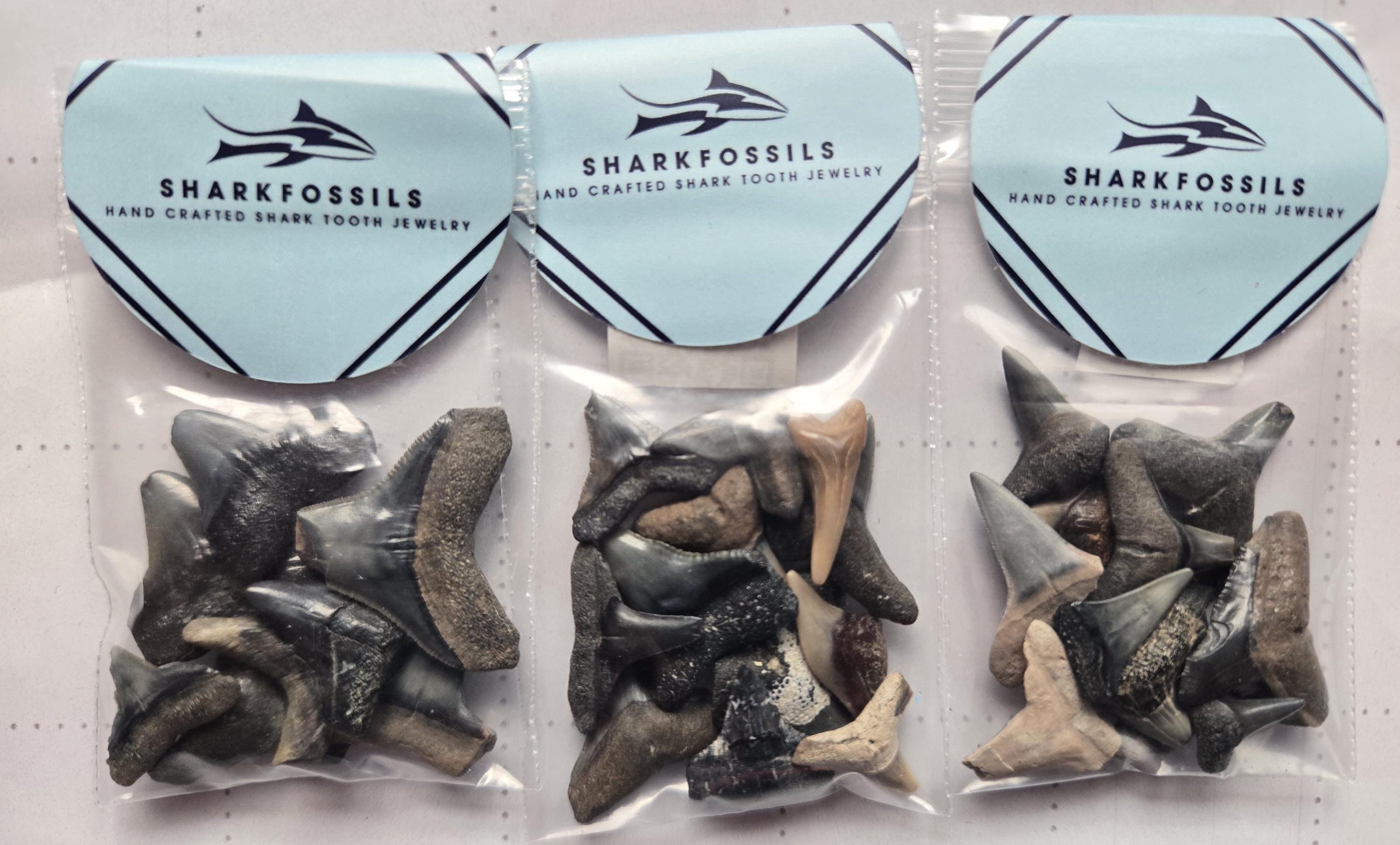 Bulk Shark Teeth Fossils: Imperfect Pieces for Crafts & Education, 20 ...