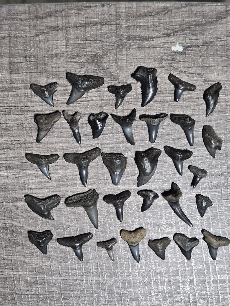 Fossilized Shark Teeth Collection: Authentic Peace River Finds - Etsy
