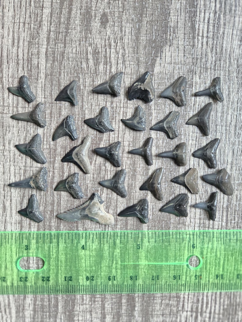 Shark Tooth Fossils | Peace River Florida. Real Fossilized Sharks Teeth ...