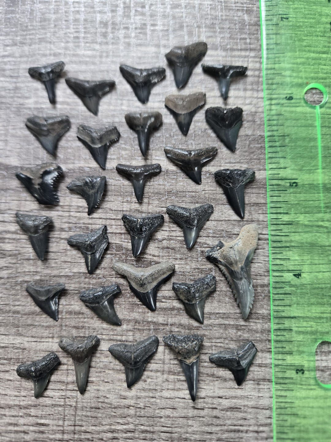 Shark Tooth Fossils | Peace River Florida. Real Fossilized Sharks Teeth ...