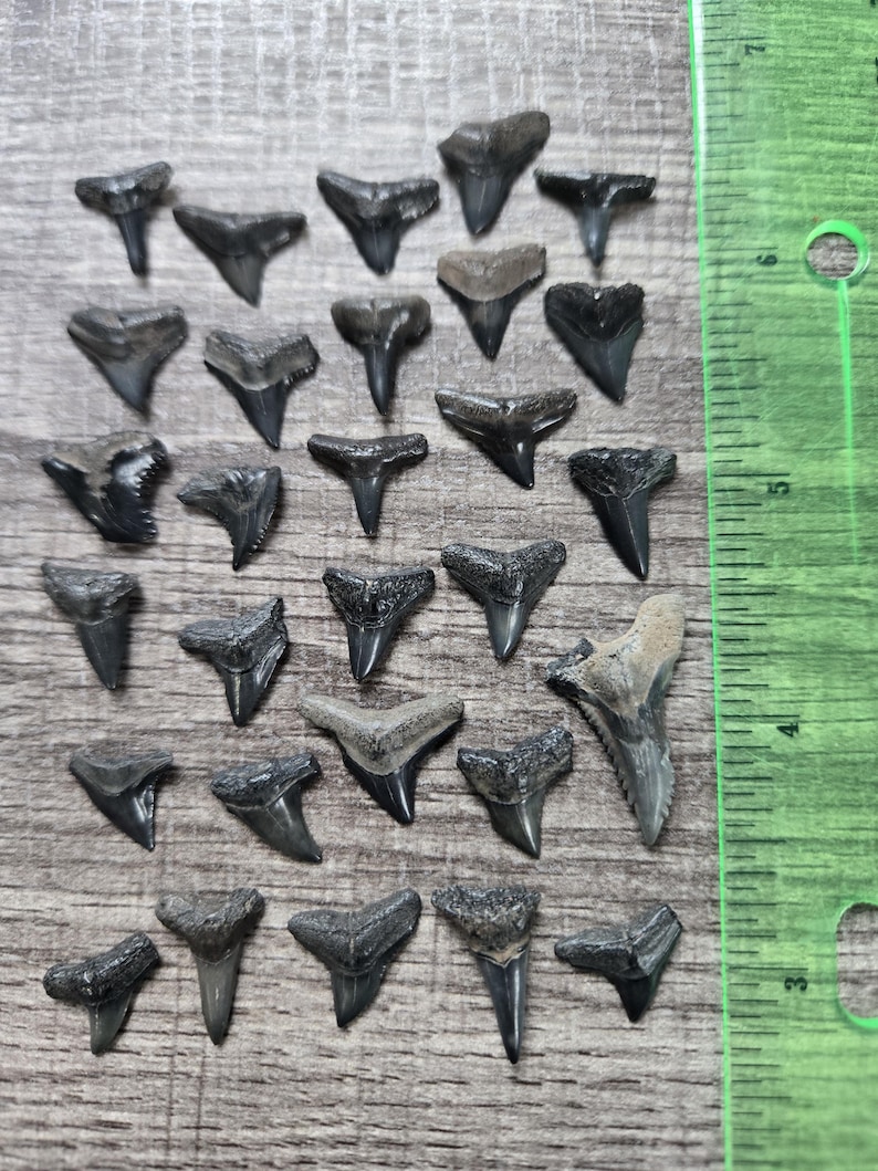 Shark Tooth Fossils | Peace River Florida. Real Fossilized Sharks Teeth ...