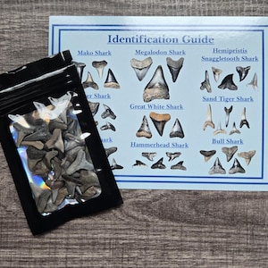 Fossilized Shark Teeth Collection: Authentic Peace River Finds - Etsy