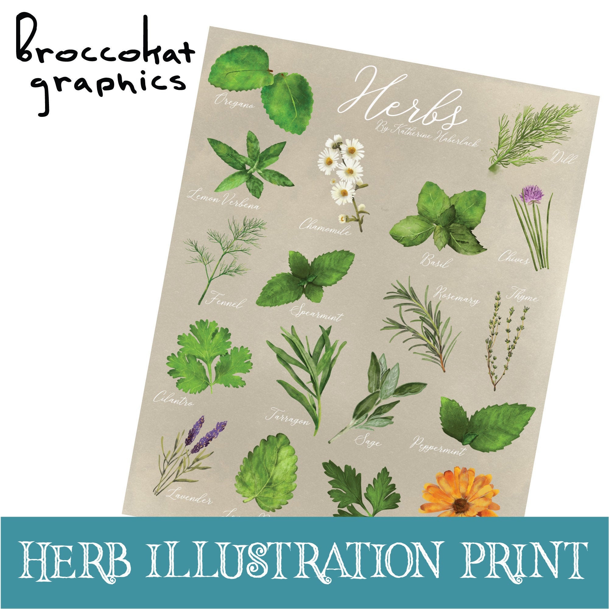 Identify Herbs By Leaves