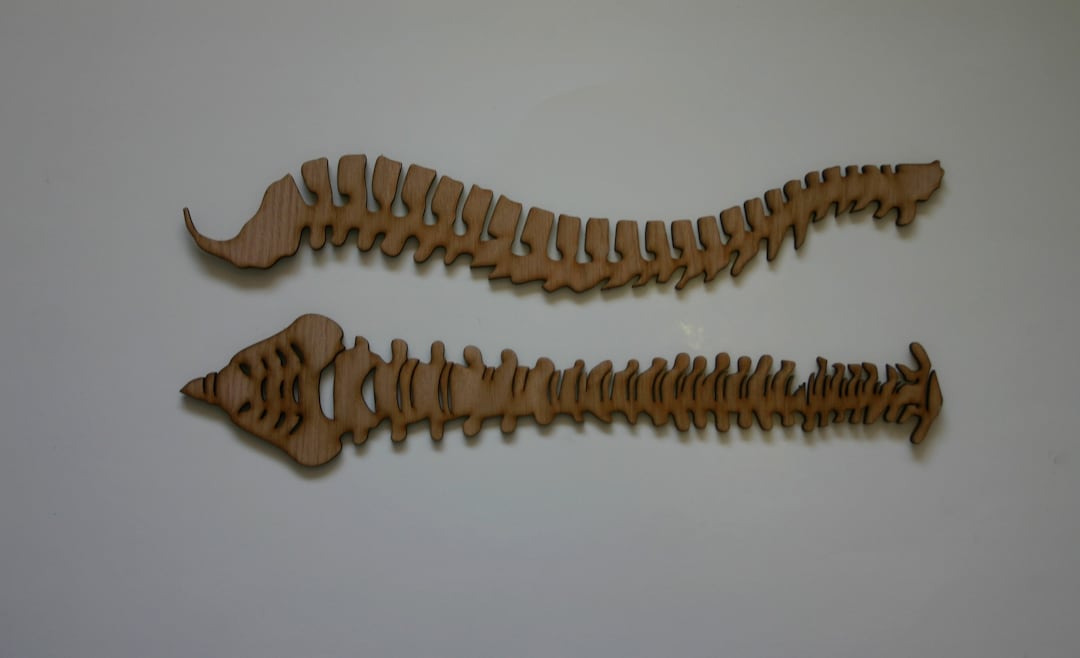Human Spine Laser Cut Wood Sign Wall Art Medical Sign Human Anatomy Set ...