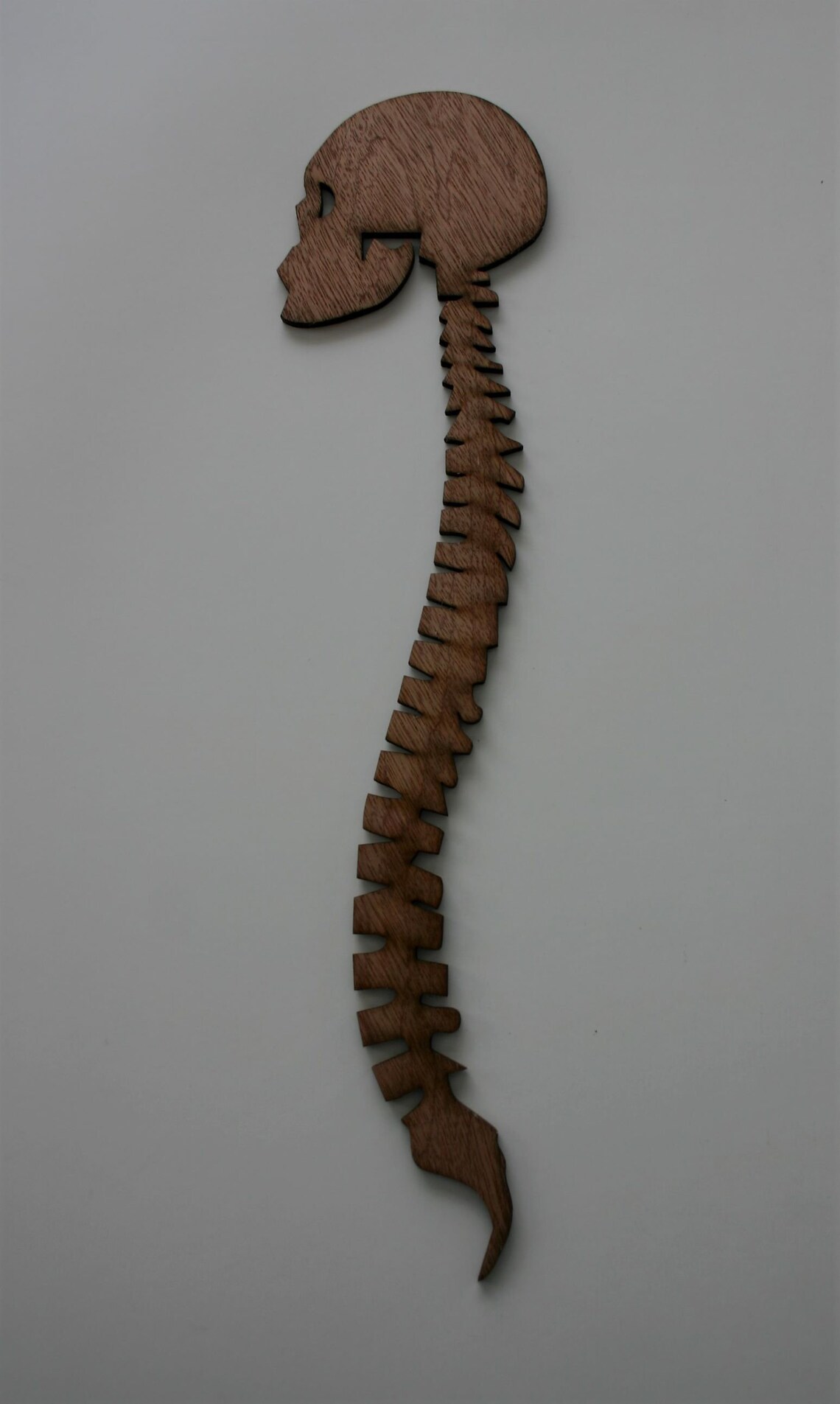 Human Spine Laser Cut Wood Sign Wall Art Medical Sign Human Anatomy - Etsy