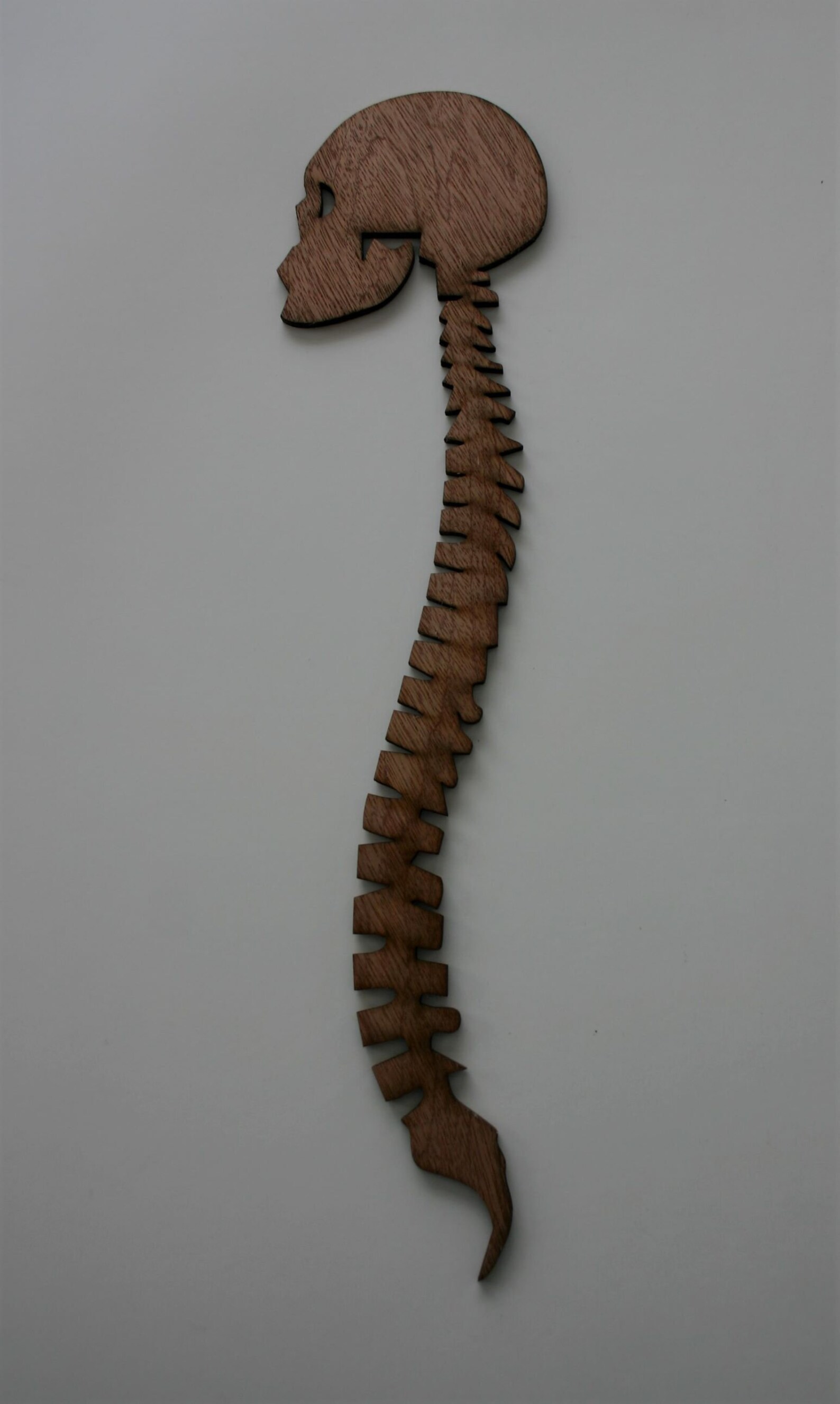 Human Spine Laser Cut Wood Sign Wall Art Medical Sign Human - Etsy