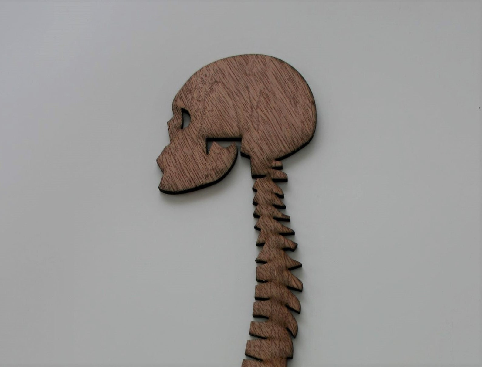 Human Spine Laser Cut Wood Sign Wall Art Medical Sign Human Anatomy - Etsy