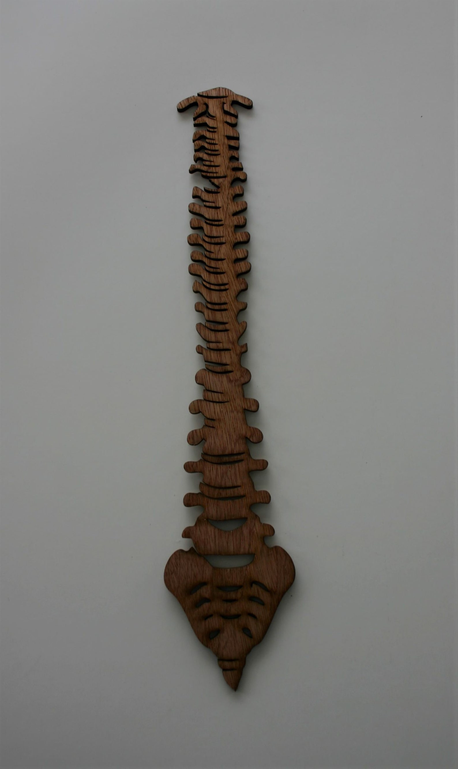Human Spine Laser Cut Wood Sign Wall Art Medical Sign Human | Etsy