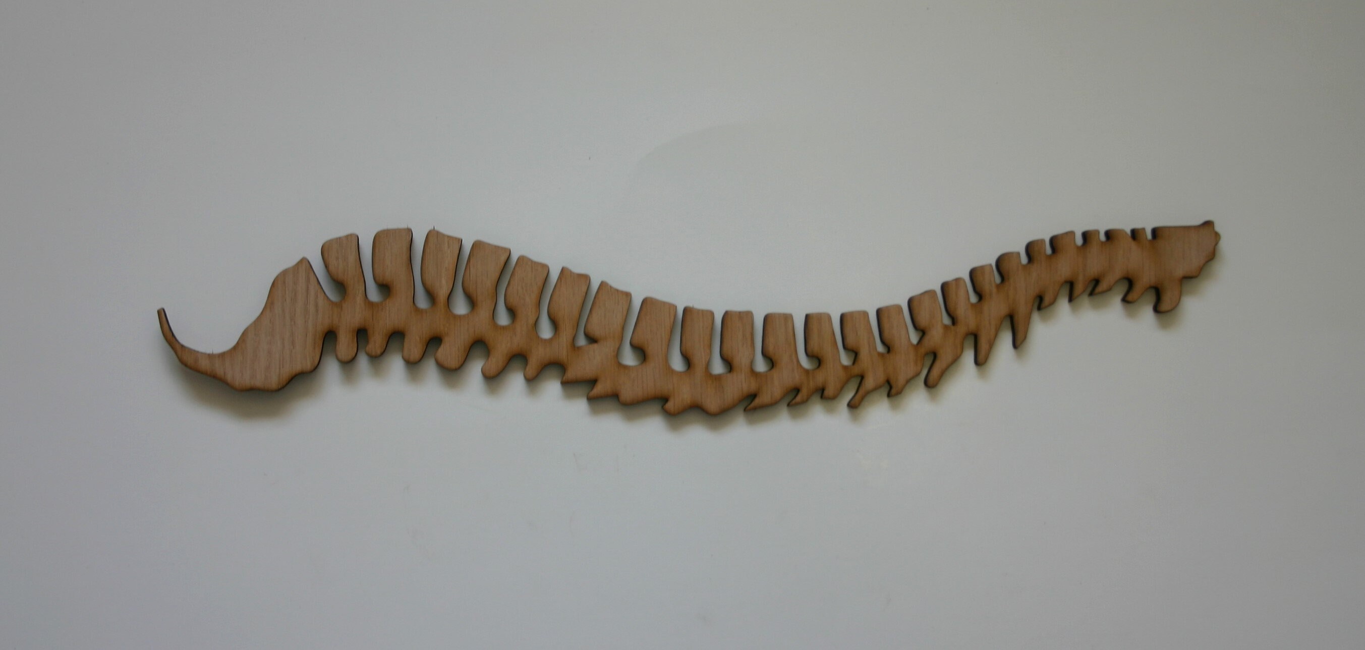 Human Spine Laser Cut Wood Sign Wall Art Medical Sign Human - Etsy