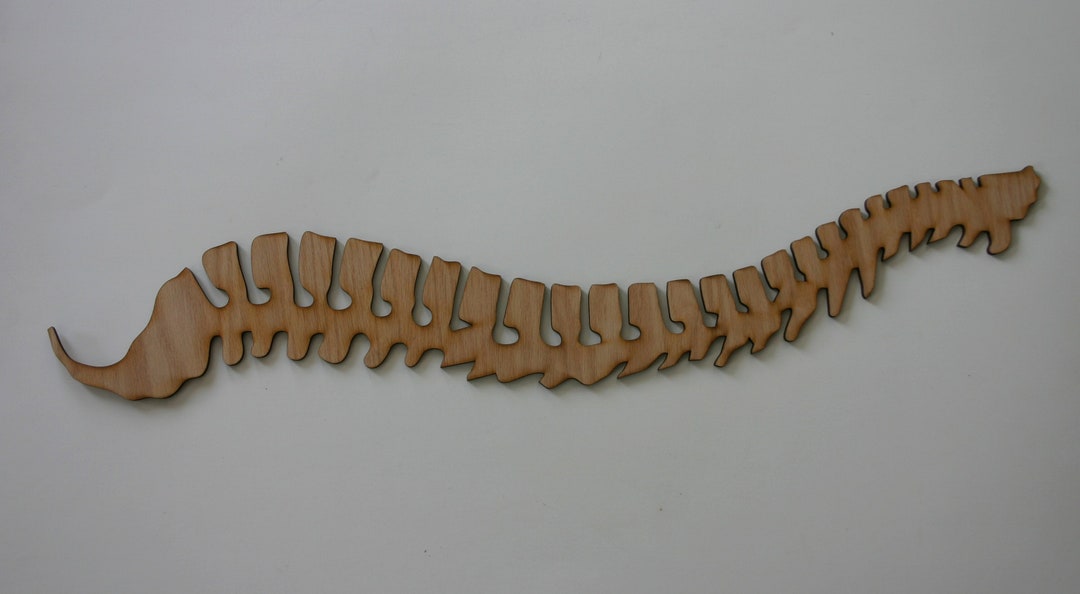 Human Spine Laser Cut Wood Sign Wall Art Medical Sign Human Anatomy - Etsy