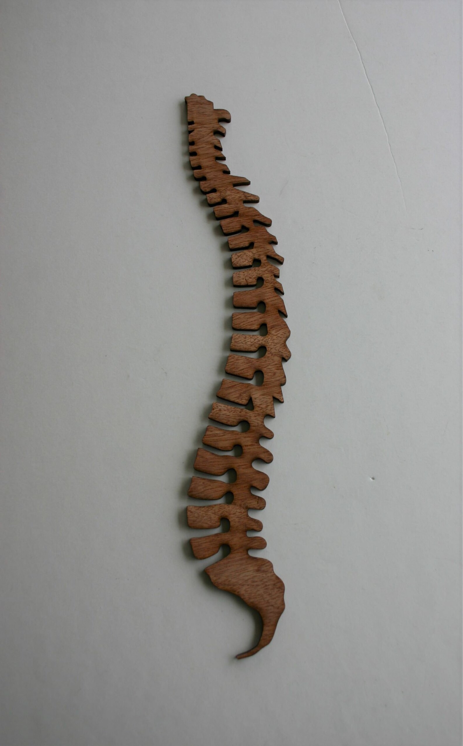 Human Spine Laser Cut Wood Sign Wall Art Medical Sign Human | Etsy Canada