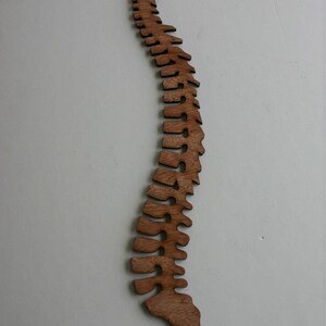 Human Spine Laser Cut Wood Sign Wall Art Medical Sign Human | Etsy