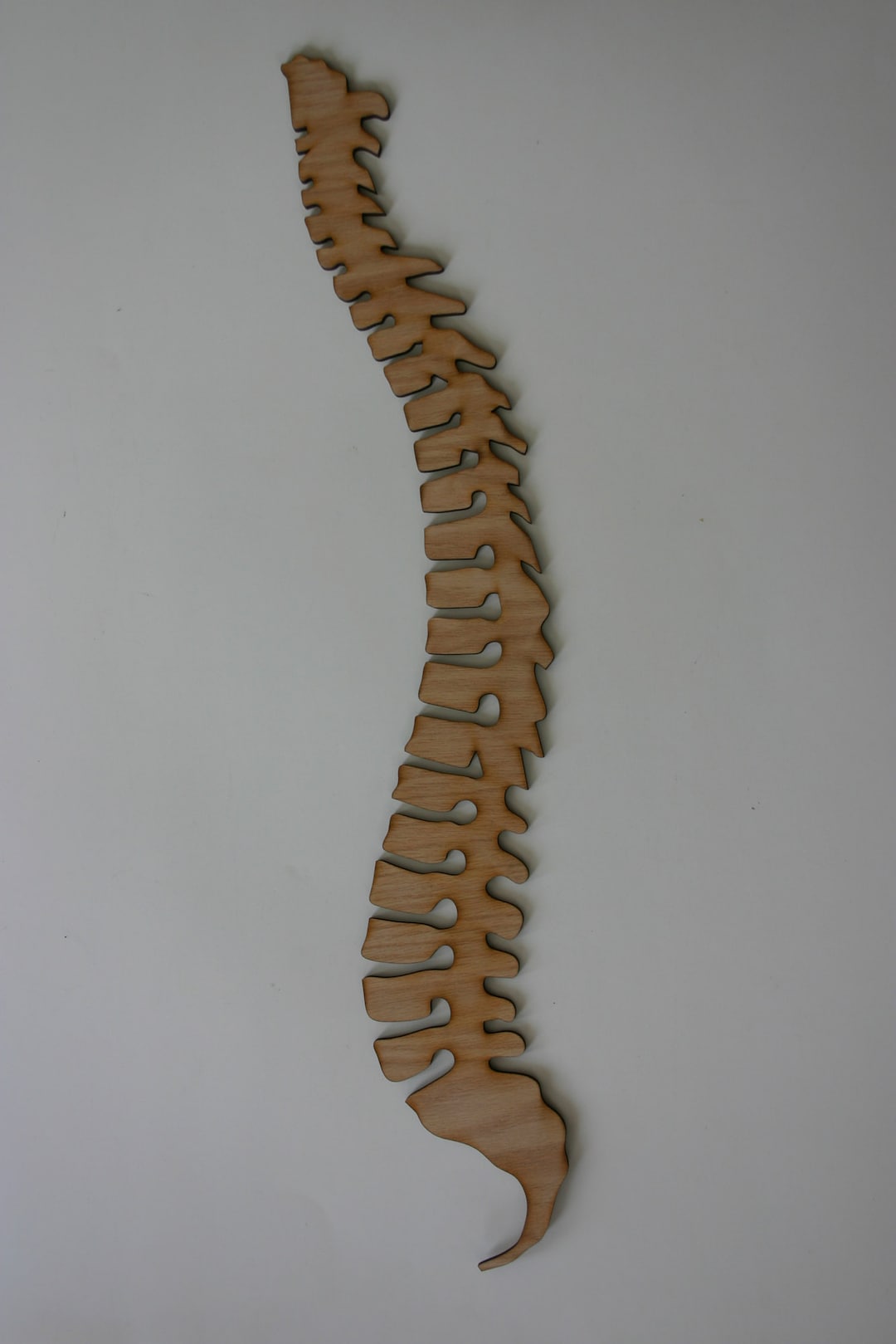 Human Spine Laser Cut Wood Sign Wall Art Medical Sign Human Anatomy - Etsy