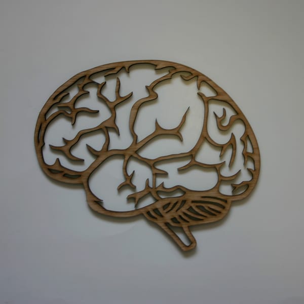 Anatomical Brain - Etsy