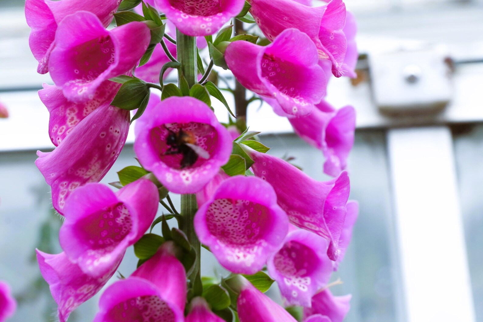 Bees Pollinating Flowers in Iceland - Etsy
