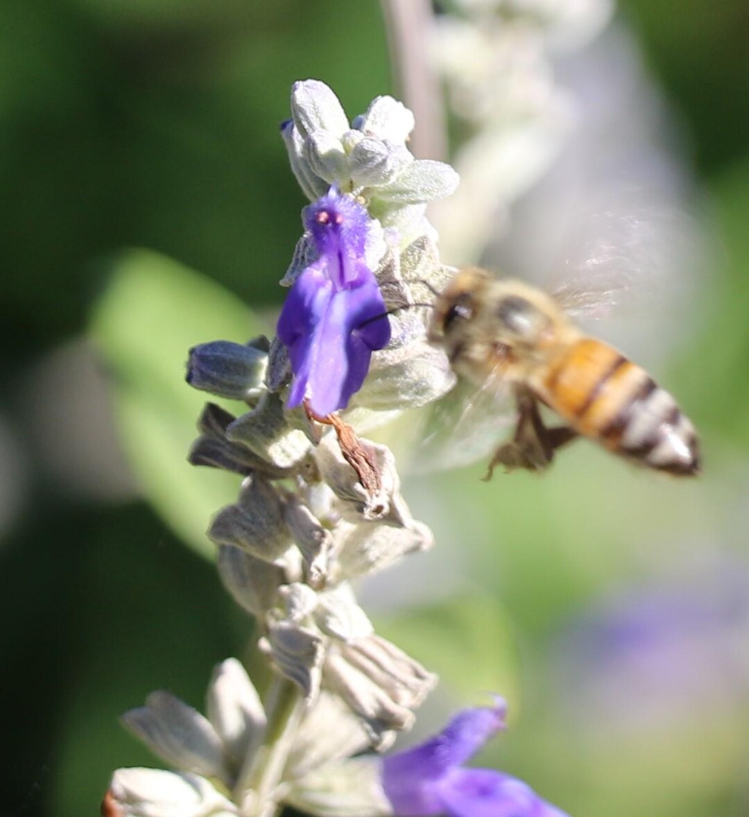 Bees Pollinating on Blossoms in Our Texas Garden Digital File - Etsy