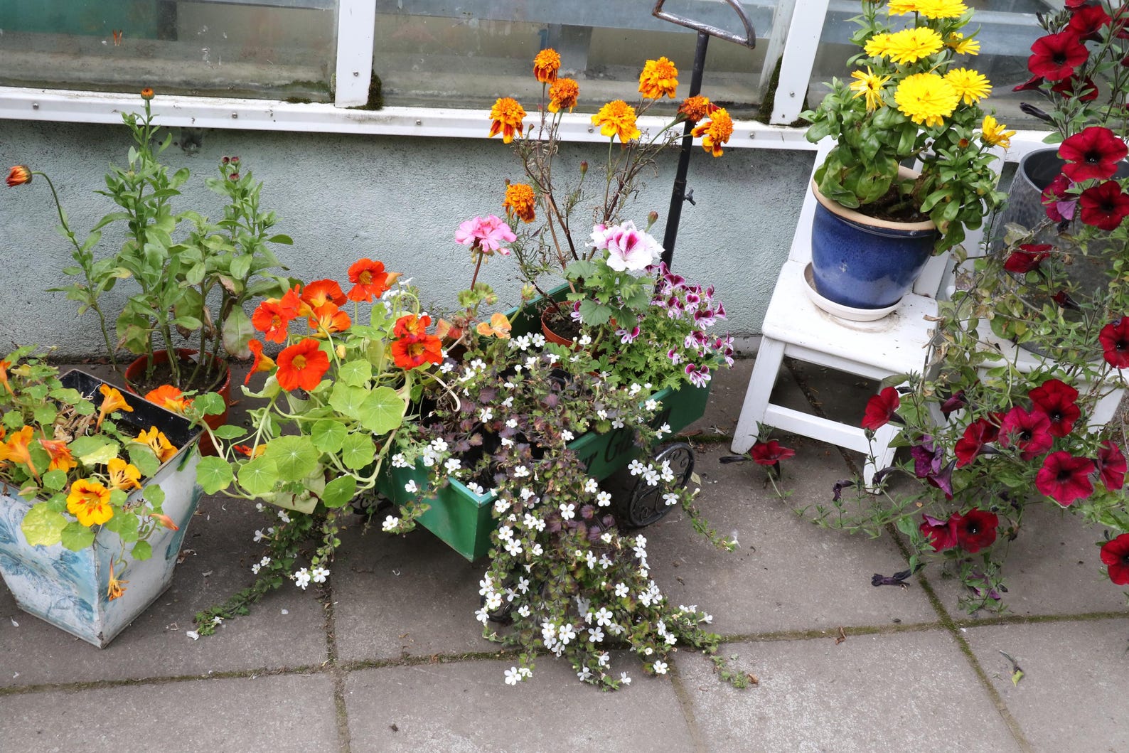 Bees Pollinating Flowers in Iceland - Etsy