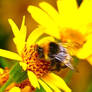 Bees Pollinating Flowers in Iceland - Etsy