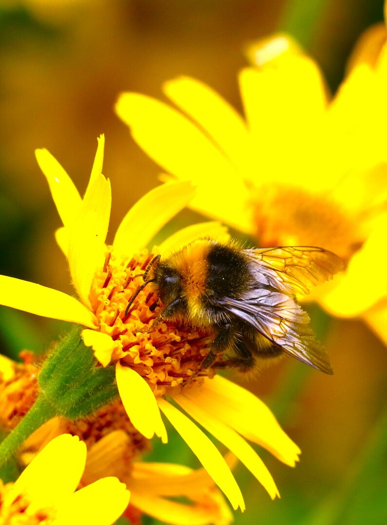 Bees Pollinating Flowers in Iceland - Etsy