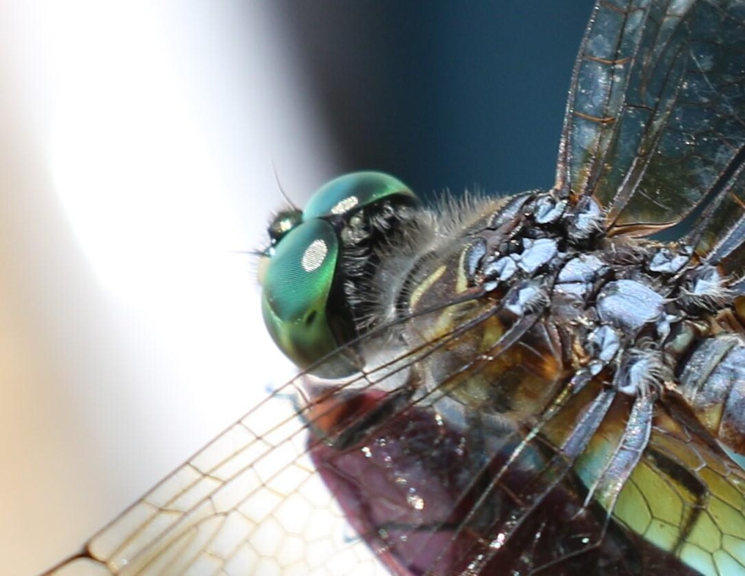 Blue Dash Dragonfly in Texas Garden - Etsy