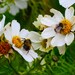 Bees Pollinating Flowers in Iceland - Etsy