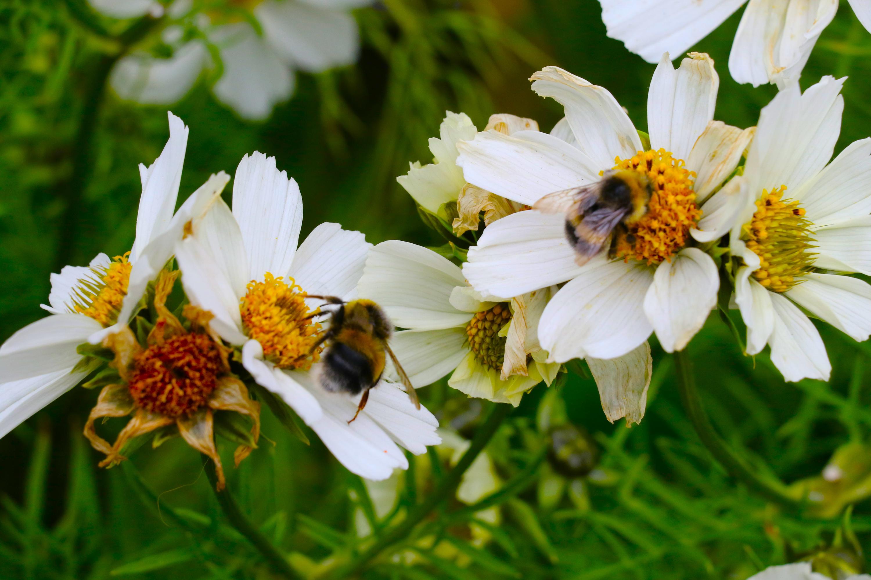Bees Pollinating Flowers in Iceland - Etsy