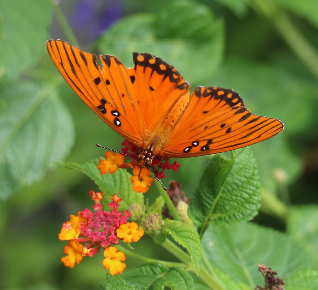 Butterfly Tree in Our Texas Garden Attracts Insects - Etsy