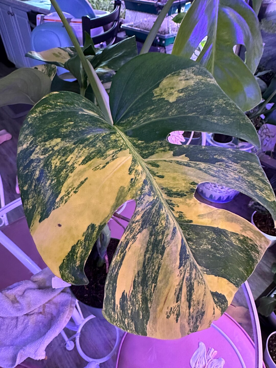 Monstera aurea - Etsy