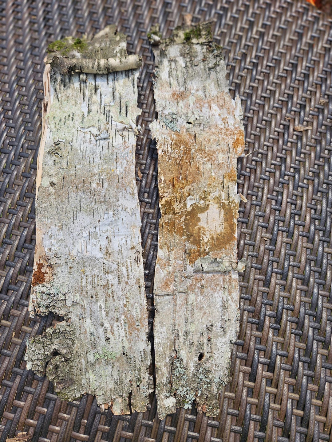 Large, Natural, Authentic Birch Bark Pieces, Tree, Craft Supplies ...