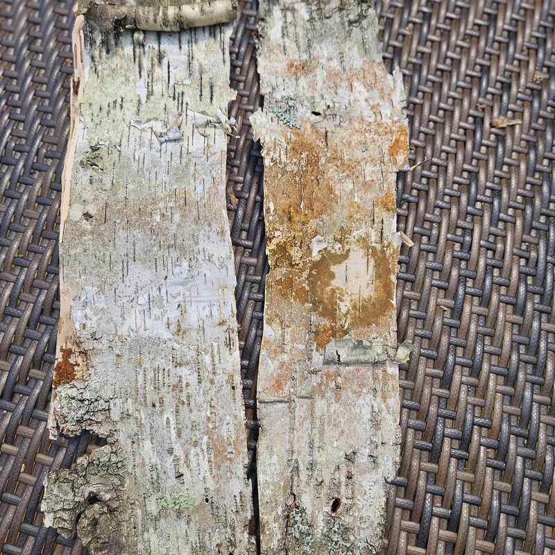 Birch Bark Strips - Etsy