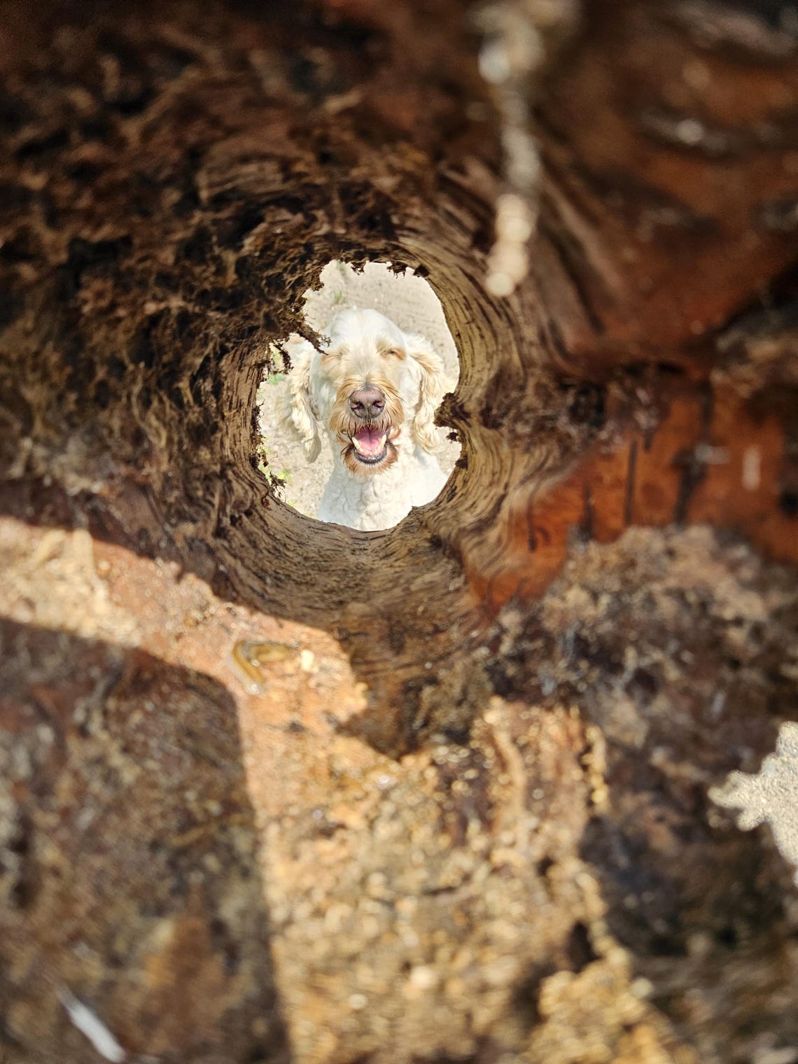 Fully Intact, Natural, Authentic Birch Bark Pieces, Tree, Craft ...