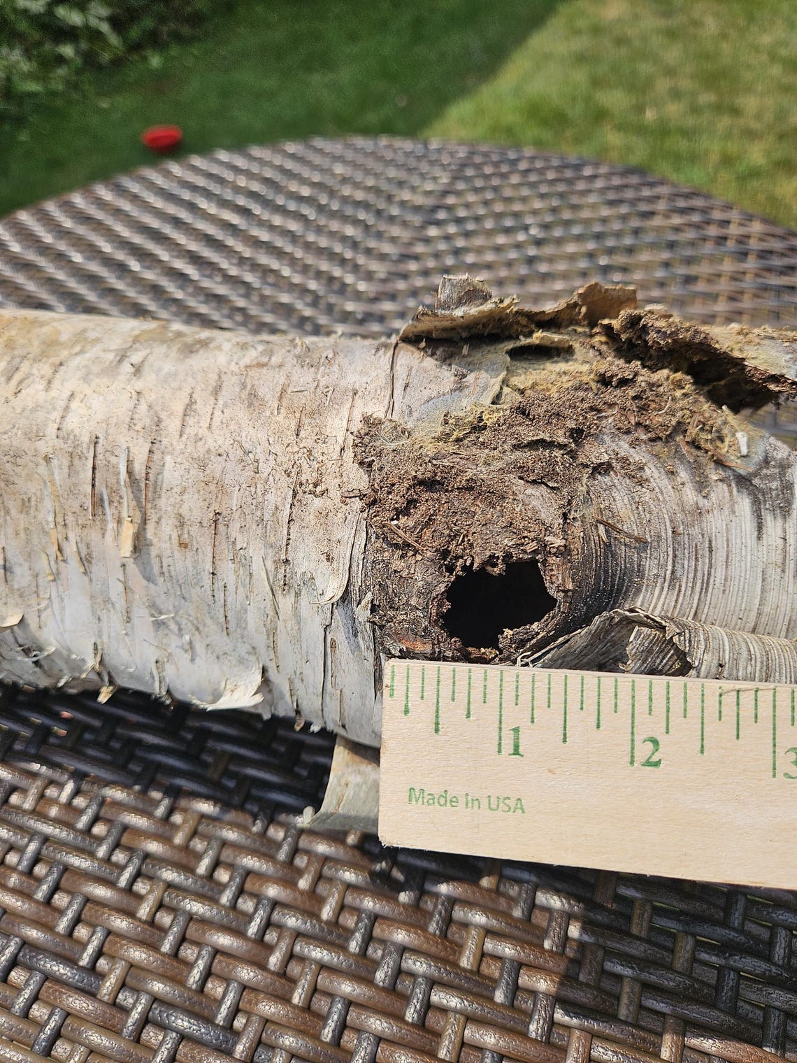 Fully Intact, Natural, Authentic Birch Bark Pieces, Tree, Craft ...