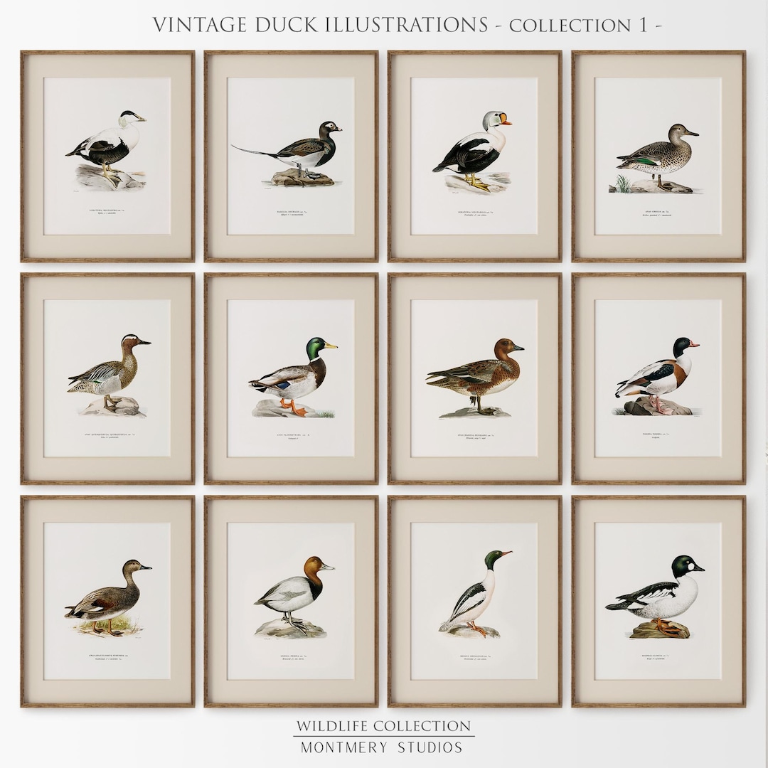 Vintage Duck Prints, Set of 12, Digital Duck Illustrations, Duck Breeds ...