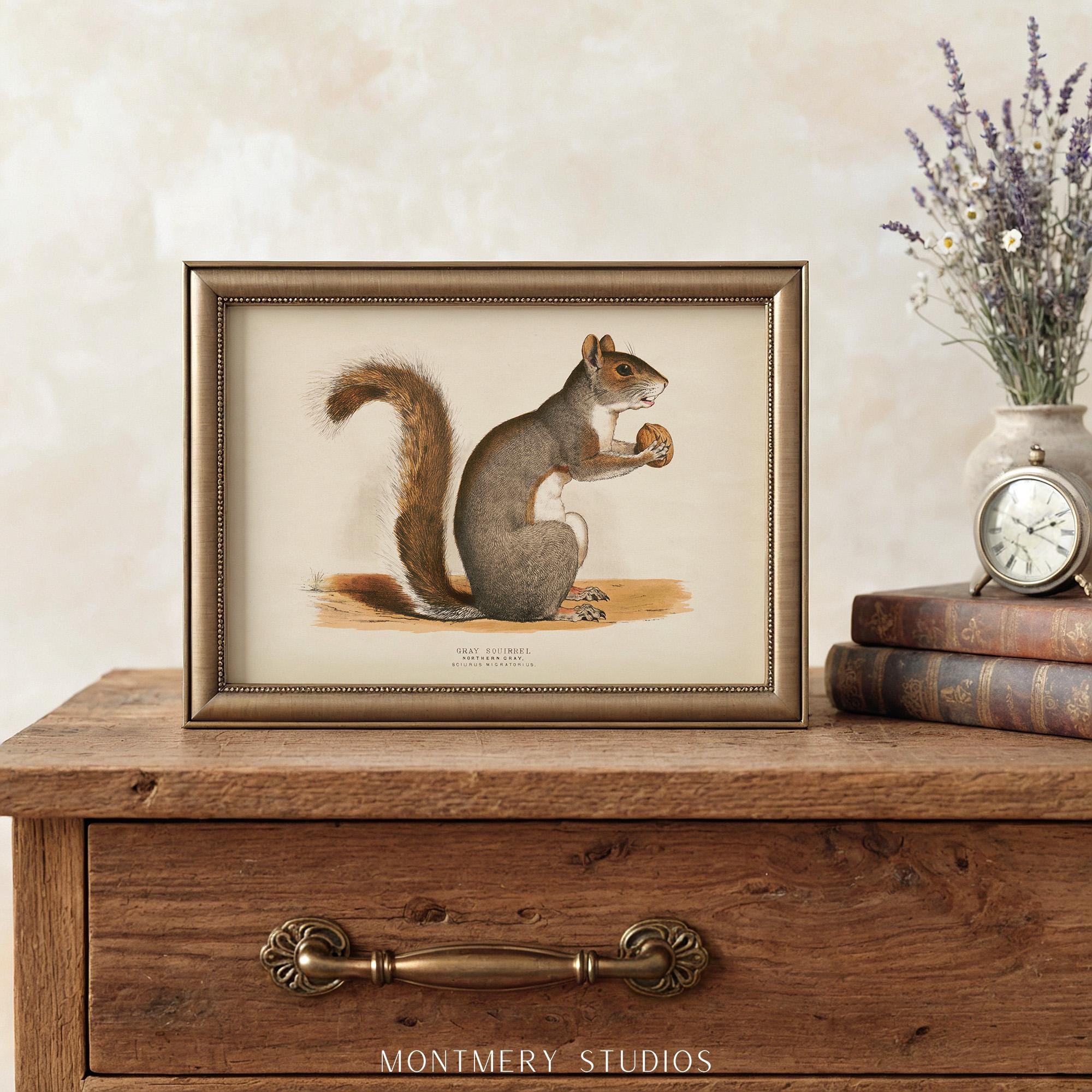 Vintage Squirrel Print, Squirrel Illustration Poster, Squirrel Drawing ...