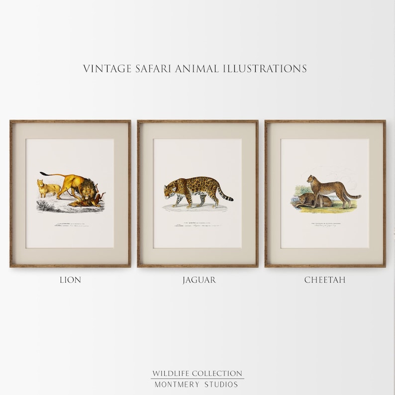 Safari Animal Prints Set of 12, Vintage Safari Nursery Wall Art ...